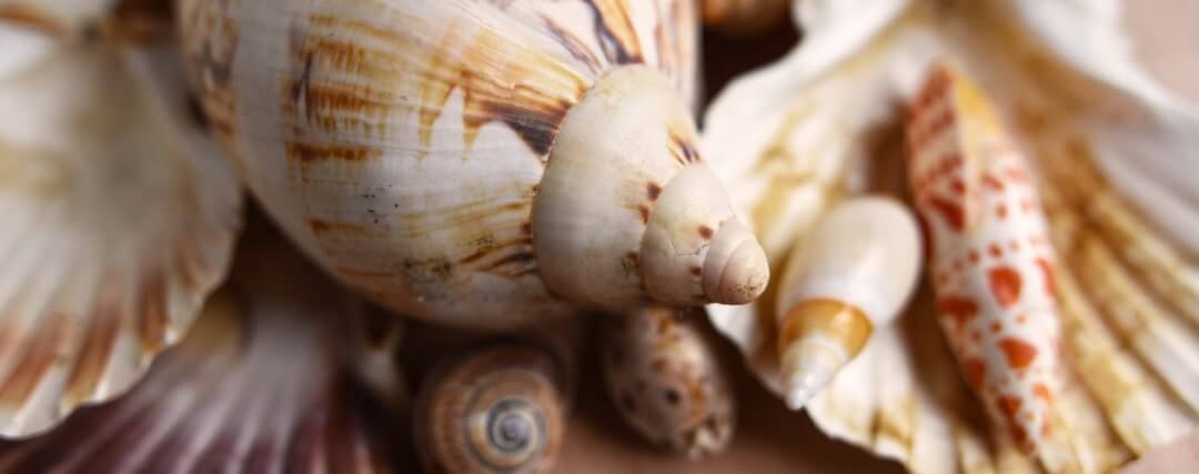 Comment Reconnaître Les Coquillages ? | Collier Coquillage